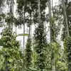Black Pepper Farming,മഴ മടിച്ചു നില്‍ക്കുന്നു, ആശങ്കയേറി കുരുമുളക് കര് ...