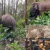 PT 7 Elephant Vision,പിടി 7ന് വലതുകണ്ണിൻ്റെ കാഴ്ച പൂർണമായും നഷ്ടമായി ...