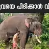 Vikram Kumki Elephant: 'അവൻ ആറാടിയ മണ്ണാണിത്, വഴിയൊക്കെ അറിയാം'; കടുവയെ ...