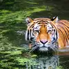 Tiger Spotted In Meenangadi,വാകേരിക്ക് പിന്നാലെ മീനങ്ങാടിയിലും കടുവ ...