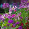 Flower Show Wayanad 2024: വയനാട്ടിൽ ഇനി വസന്തകാലം; കാഴ്ചയുടെ ...
