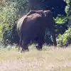 Wild Elephant Attack Wayanad,1.57 മണിക്കൂര്‍ ഉദ്യമം വിഫലം; കാട്ടാന ...