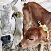 Cow Calf Arali Visham,7 അരളി ഇല മതി പശുവിന്റെ ജീവൻ പോകാൻ; പശുക്കിടാവിന് ...