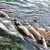 Periyar Fish Kill News,പെരിയാറിലെ മത്സ്യക്കുരുതി: ജലത്തിൽ മാരകമായ അളവി ...