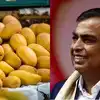 Reliance Mango Export,മാമ്പഴ കയറ്റുമതിയിലും അംബാനിയെ വെല്ലാൻ ആരുമില്ല ...