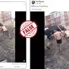 Four Men Beating A Bull Fact Check,Fact Check: നാലുപേർ ചേർന്ന് ഒരു ...