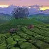 Munnar New Year Party 2024 Packages,ഒരു രക്ഷയുമില്ലാത്ത തണുപ്പും കോടയും ...