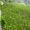 Latest Munnar Weather Updates & Top Tourist Attractions Places Details ...