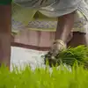 Paddy Board In India,നെൽ കർഷകർക്കായി പാഡി ബോർഡ് വരുമോ? കുട്ടനാട്ടിലെ ക ...