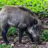 Wild Boar Attack In Kannur,ആവശ്യമെങ്കിൽ വെടിവെക്കാം; കാട്ടുപന്നി ...