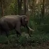Pandalur Wild Elephant Attack: വീടിന് തൊട്ടടുത്ത് കാപ്പിത്തോട്ടത്തി ...