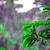 Kerala Rain Forecast Today: ന്യൂനമർദവും ചക്രവാതച്ചുഴിയും; ശക്തമായ മഴ ...