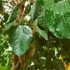 Peepal Tree Worship,ആൽമരം വെറുമൊരു മരമല്ല! ആരാധിച്ചാൽ ഗുണങ്ങളേറെ! - why ...