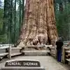 General Sherman,ജനറൽ ഷെര്‍മാനെക്കുറിച്ച് കേട്ടിട്ടുണ്ടോ? ചിത്രങ്ങള് ...