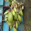 Health Benefits Of Bimbli Fruit,വറ്റിച്ച ഇരുമ്പന്‍ പുളി വെള്ളം ...