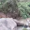 Wayanad Wild Elephant Death,വയനാട്ടില്‍ കൊമ്പന്മാര്‍ തമ്മില് ...