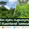 Manjakonna Wayanad,മണ്ണിന്‍റെ ഗുണം നഷ്ടപ്പെടുന്നു വനത്തിന് ഭീഷണിയായി ...