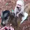 Baby Monkey With Goat,മൾബറി തിന്നാൻ ആട്ടിന്‍കുട്ടിയുടെ പുറത്തേറി ...
