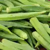 Health Benefits Of Lady Finger,വെണ്ടയ്ക്ക കഴിച്ചാല്‍ ചില ഗുണങ്ങളുണ്ട് ...