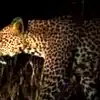 Shimla Leopard,മുഖ്യമന്ത്രിയുടെ വസതിയ്ക്ക് സമീപം പുലി; പരിഭ്രാന്തി ...