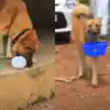 Chottu Dog In Kollam,മിടുമിടുക്കനായ ചോട്ടു, പറഞ്ഞാൽ എന്തും ചെയ്യും ...