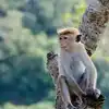 Monkey Destroying Crops,കുരങ്ങ് കൃഷി നശിപ്പിച്ചാൽ വനം വകുപ്പ് ...