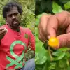 Suresh Meppadi,'ഈ പഴത്തിന് ശുക്ലത്തിൻ്റെ നിറം, കുട്ടികളുണ്ടാകാൻ ഇതുമതി ...