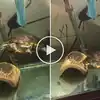 Turtle Vs Human Fight,कासवासोबत पैज हरला! अवघ्या ४० सेकंदात इवल्याशा ...