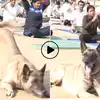 Yoga Day 2023 Dog Doing Surya Namaskar - कुत्र्यालाही कळलं योगाचं महत्व ...