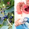 Ayurveda Doctor Shared Jamun Or Jambhul Benefits For Cancer Diabetes ...