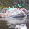 Pathologist Finds Floating Gold Rare Ambergris In Dead Whale; मृत ...