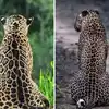 Detective Riddles what is difference between jaguar and leopard - ‘या ...