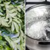 Curry Leaves Water Health Benefits Reduce 7 Dangerous Health Issues ...