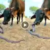 Cow vs Snake Animal Video Viral - गायीनं किंग कोब्राचा राग केला शांत ...