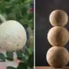 Elephant Apple 5 Health Benefits And Reduces Cholesterol Says Experts ...