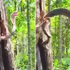 Snake Rescue from Coconut Tree Animal Video Viral - नारळाच्या झाडात ...