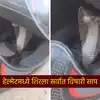 King Cobra In Helmet Video: हेल्मेट वापरण्यापूर्वी तुम्ही ही चूक करू ...