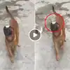 Street Dog Dance On Jamal Kadu Song Funny Video Viral - कुत्रा करतोय ...
