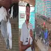 Rabbit rearing business of youth in Sindhudurga; सिंधुदुर्गातील तरुणाचा ...