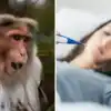 Monkey Fever Symptoms Causes And Remedies; मंकी ताप म्हणजे काय त्याची ...