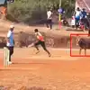Angry Bull Attack in Cricket Match Video Viral News in Marathi - मॅच ...