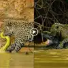 Animal Video: मगर अजगर आणि जॅग्वारमध्ये झालं घनघोर युद्ध, शेवटी ‘गेम ऑफ ...