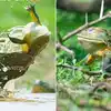Animal Video: गर्लफ्रेंड मिळवण्यासाठी बेडकांमध्ये हाणामारी, WWE सारखं ...