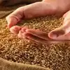 wheat price continued to rise and is being sold at 33 to rs 56 per kg ...