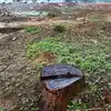 Illegal Tree Cutting: खबरदार...बेकायदा झाडे तोडाल तर; भरावा लागणार ...