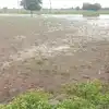 आधी कोरडा, आता ओल्या दुष्काळाने शेतकरी हैराण, धुळ्यात ढगफुटी सदृश्य ...