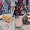 चमत्कार की साक्षात्कार! महिलेच्या अंत्यविधीला वानर अवतरलं, नमस्कार केला ...