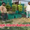 कुंभमेळामुळे नांदेडच्या केळीला तिप्पट भाव, व्यापारी वर्गात आनंद; दररोज ...