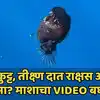 Black seadevil rare deep sea fish spotted swimming near ocean in ...