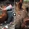 A man rescued a cow from a gutter drain Animal Video Viral | गाय पडली ...